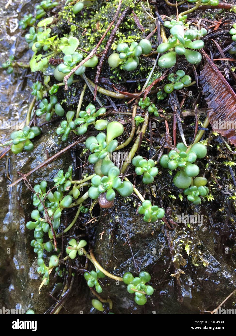 Oregon Stonecrop (Sedum oreganum) Plantae Stock Photo - Alamy