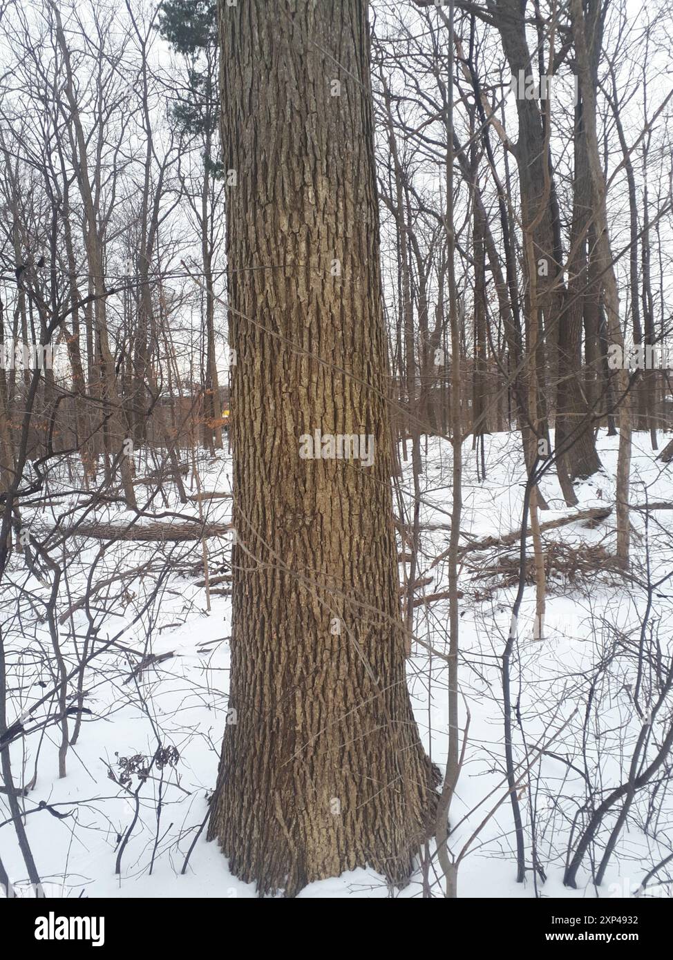 bur oak (Quercus macrocarpa) Plantae Stock Photo - Alamy
