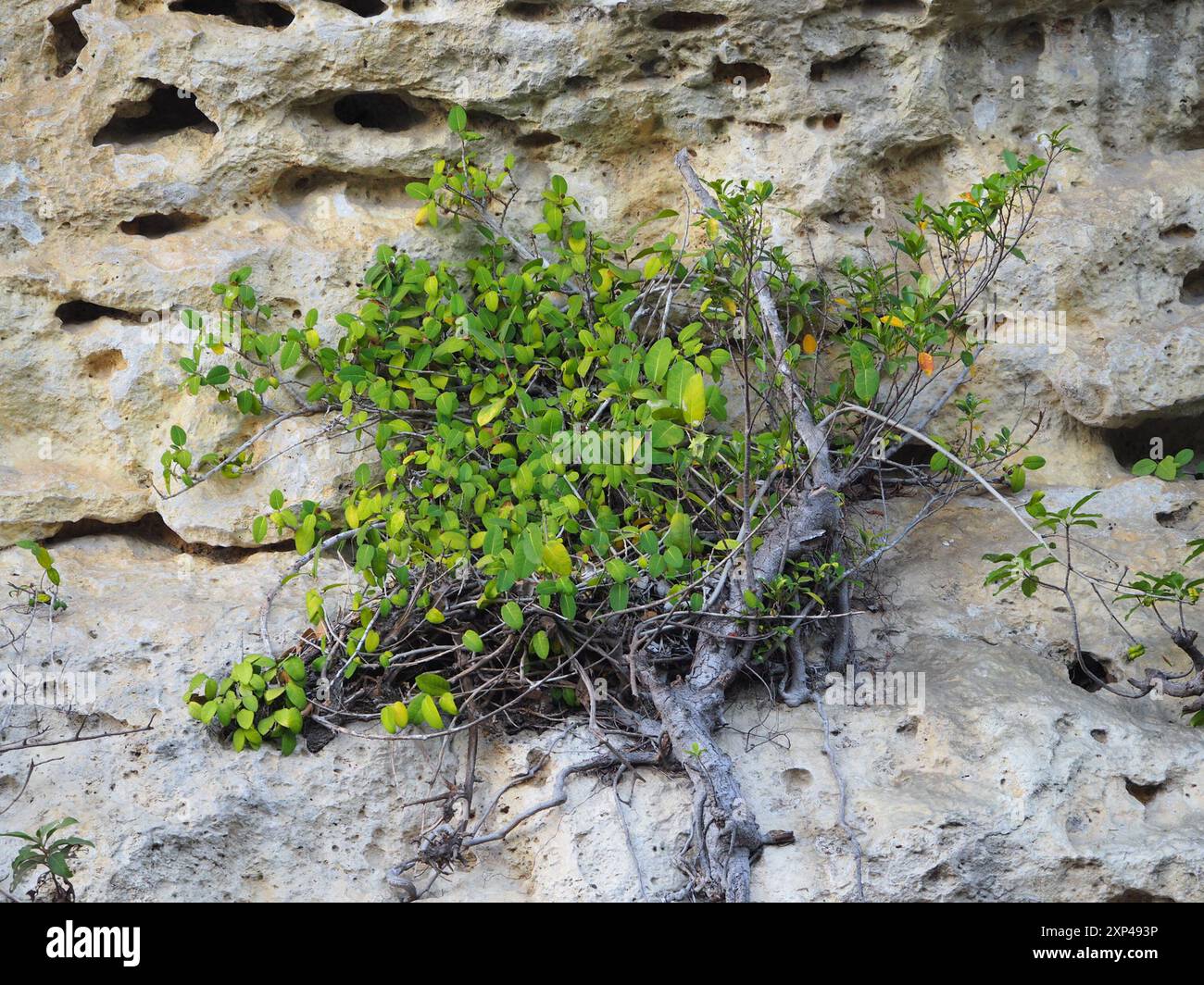 Dye fig (Ficus tinctoria) Plantae Stock Photo - Alamy