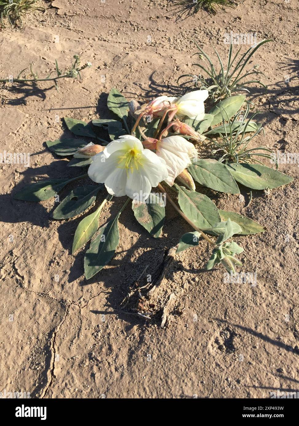 Annual Evening Primrose (Oenothera deltoides deltoides) Plantae Stock ...
