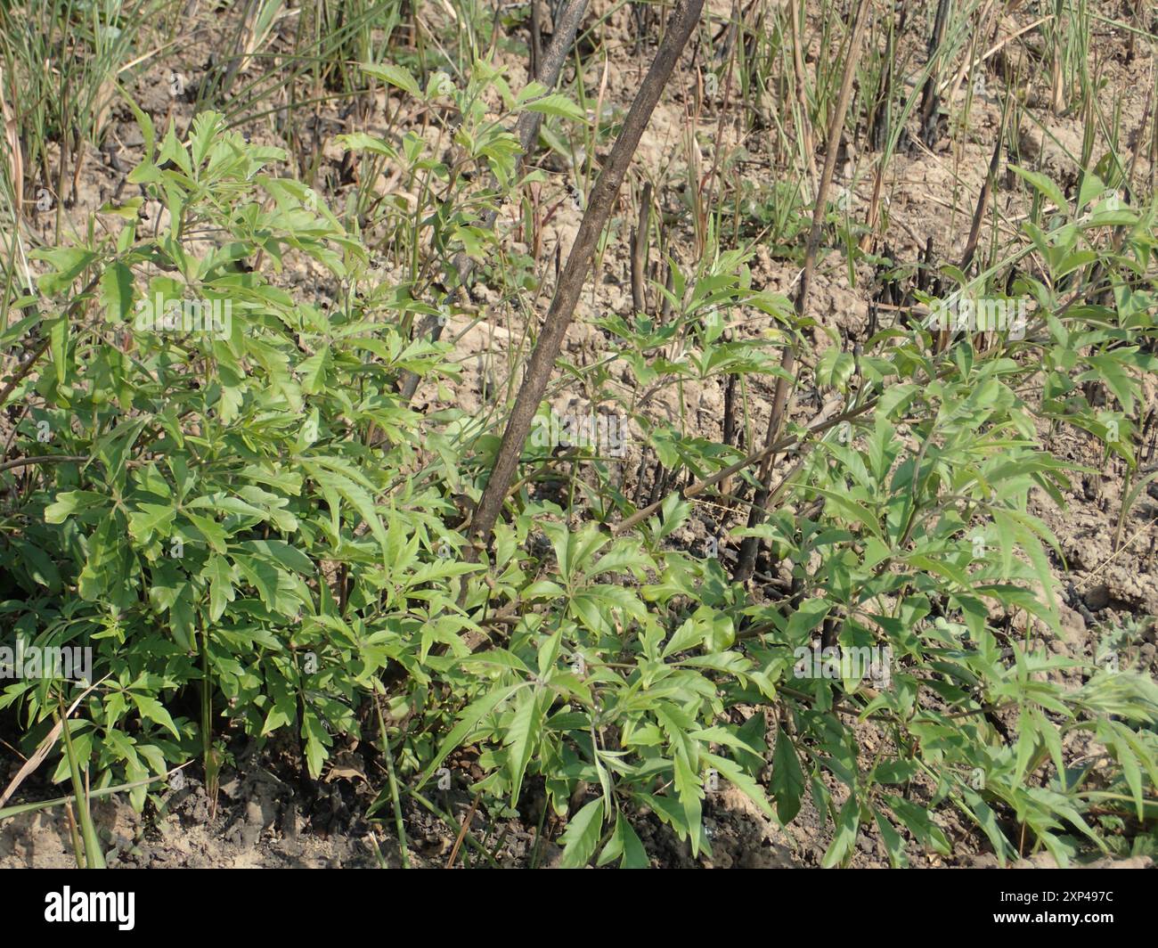 Five-leaved chaste tree (Vitex negundo) Plantae Stock Photo - Alamy