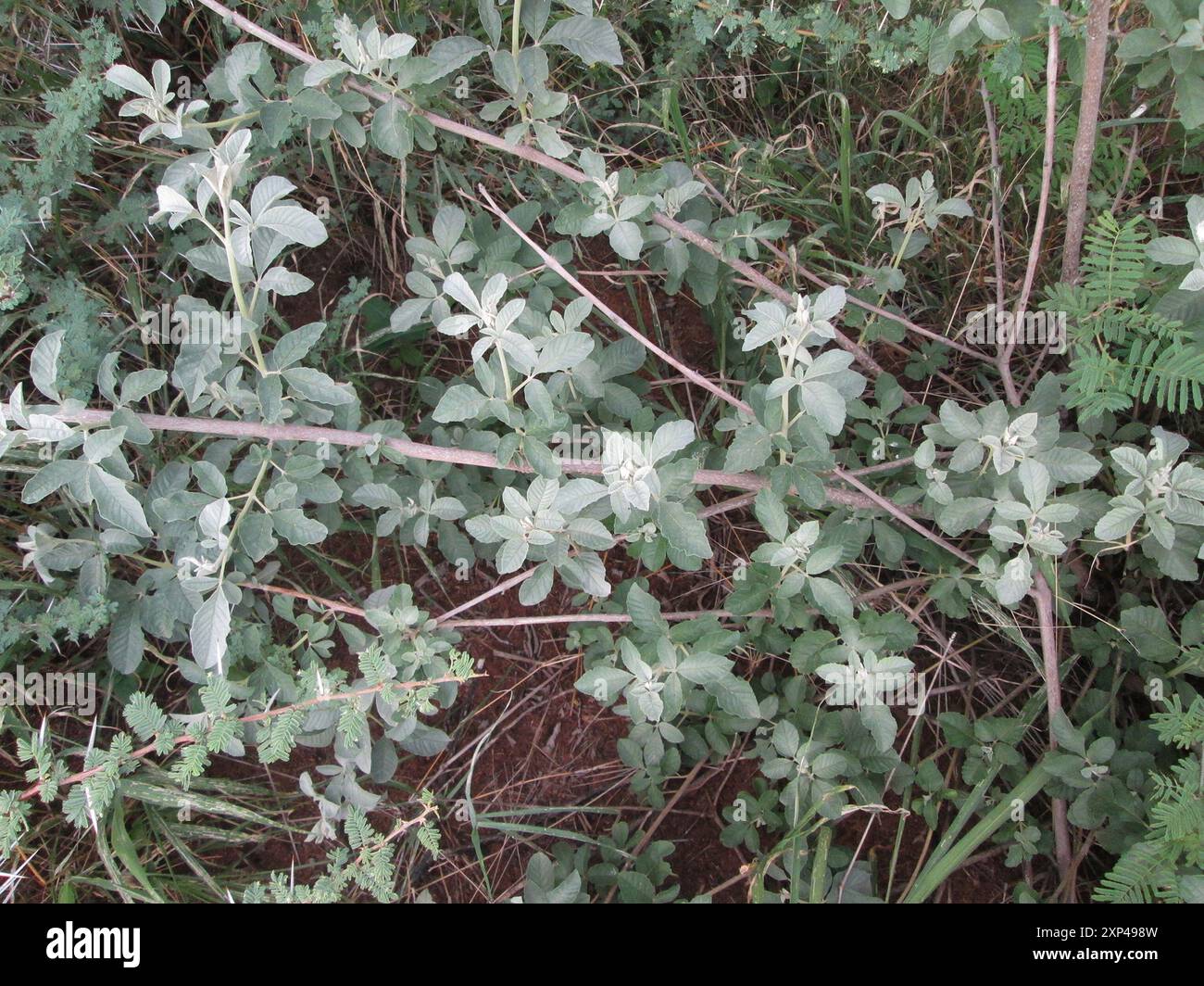 Silver Fingerleaf (Vitex zeyheri) Plantae Stock Photo - Alamy