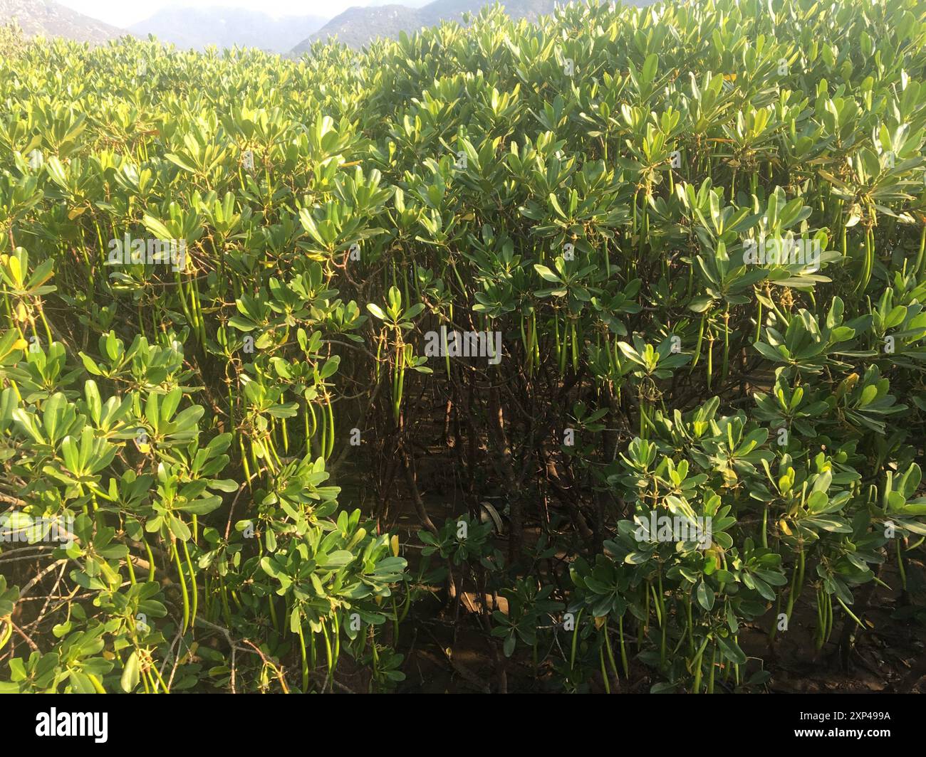 (Kandelia obovata) Plantae Stock Photo - Alamy