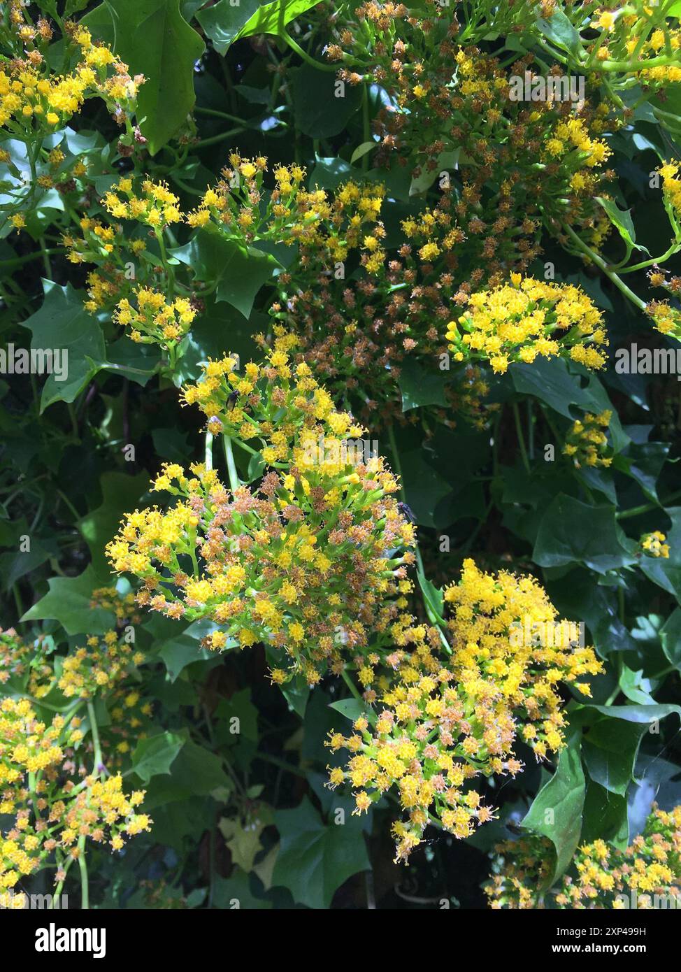 Cape-ivy (Delairea odorata) Plantae Stock Photo - Alamy