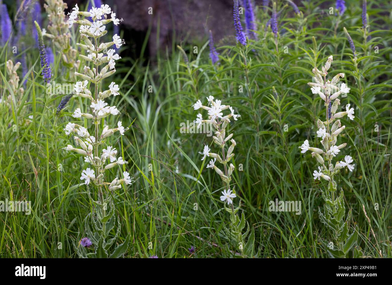 White sticky catchfly Stock Photo - Alamy