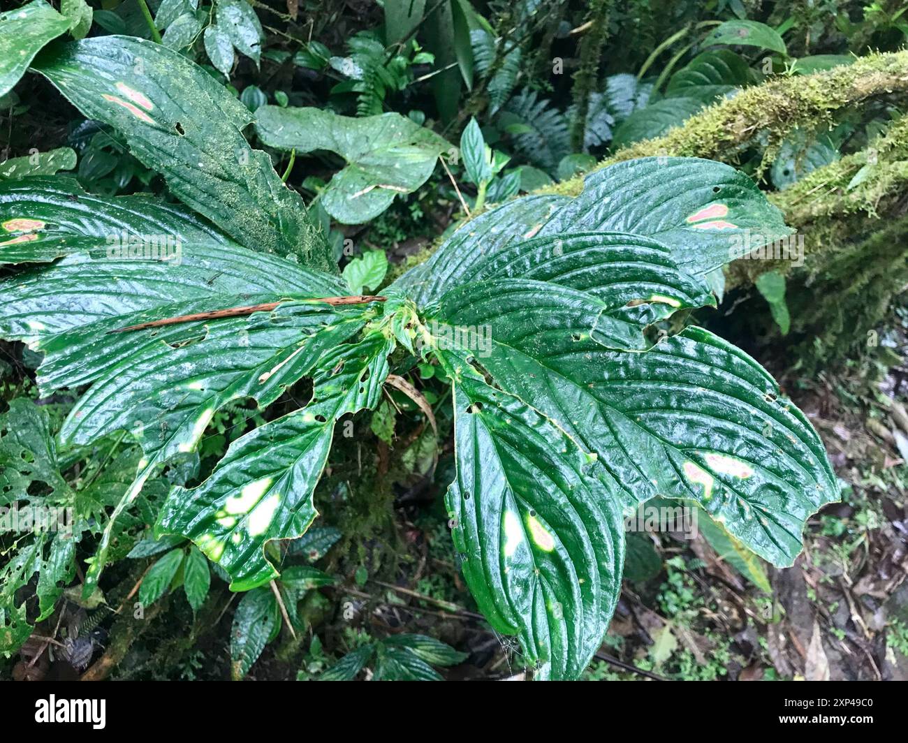 Blood of Christ (Columnea consanguinea) Plantae Stock Photo - Alamy