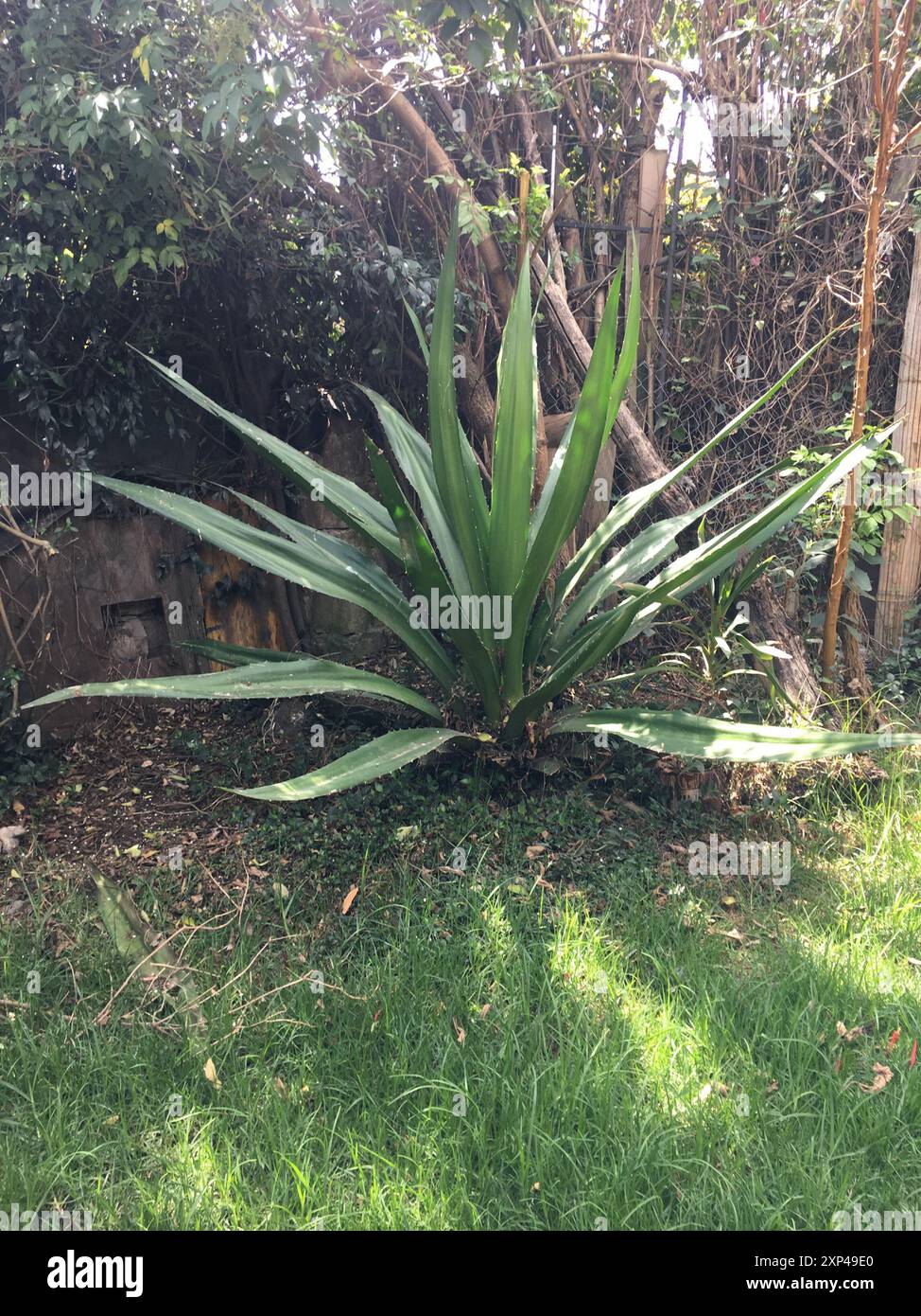 (Furcraea cabuya) Plantae Stock Photo - Alamy