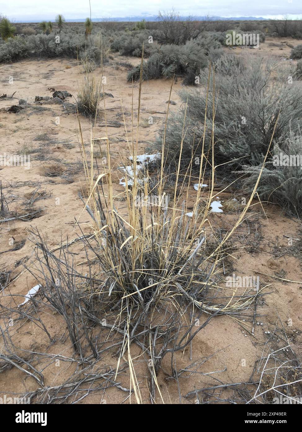 Giant Dropseed (Sporobolus giganteus) Plantae Stock Photo - Alamy