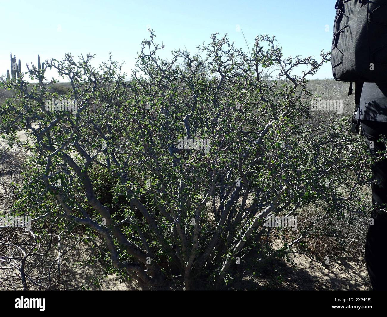 cliff spurge (Euphorbia misera) Plantae Stock Photo - Alamy