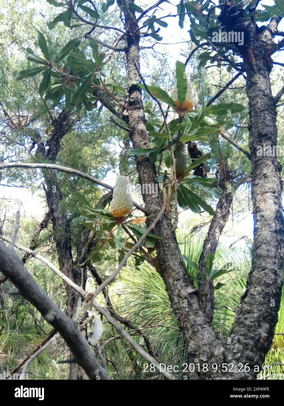 Old man banksia (Banksia serrata) Plantae Stock Photo - Alamy
