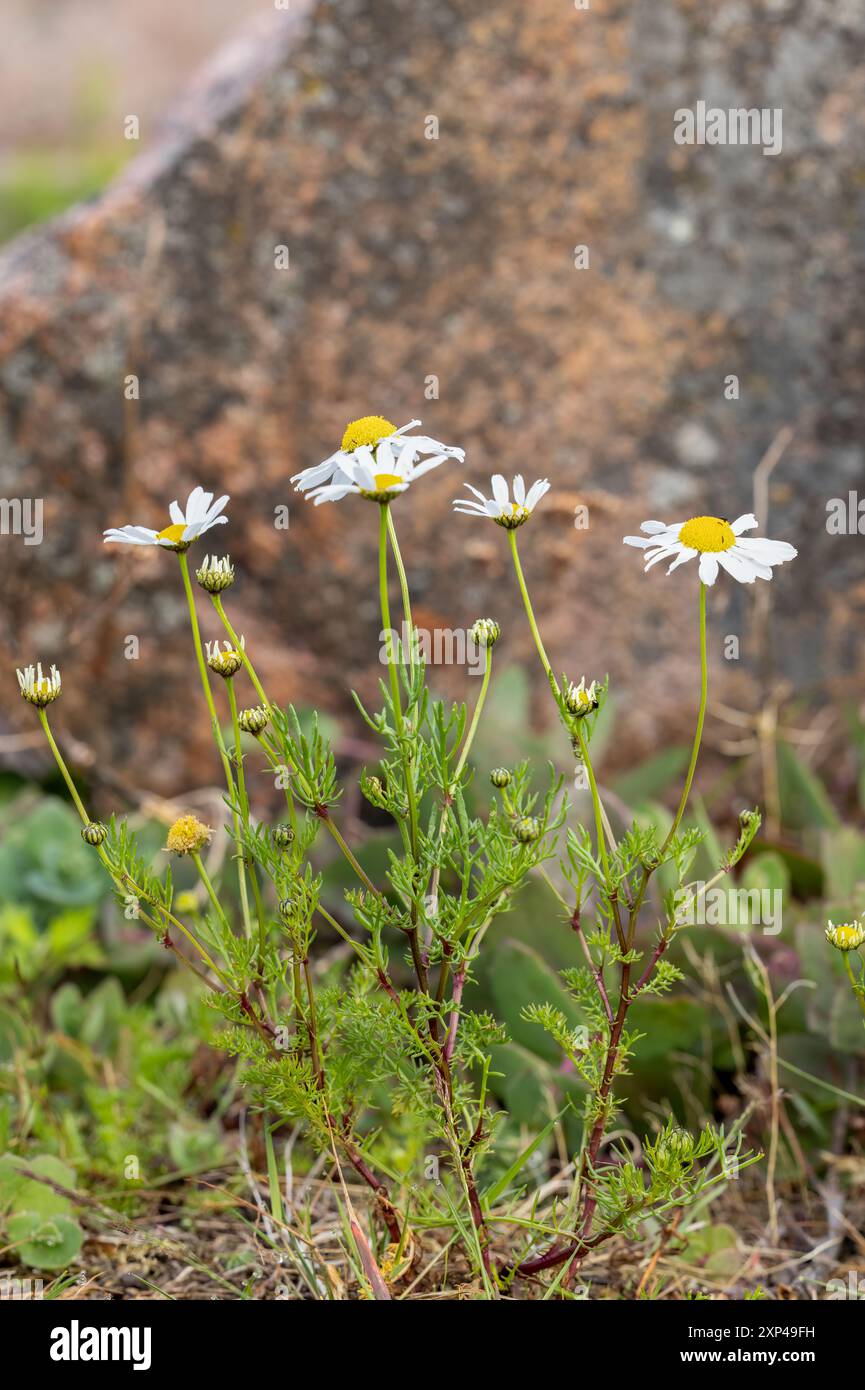 False mayweed hi-res stock photography and images - Alamy