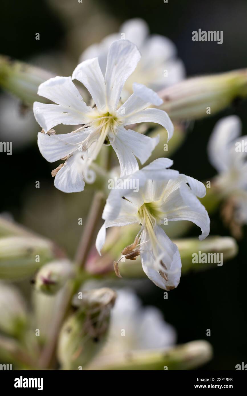 White sticky catchfly Stock Photo - Alamy