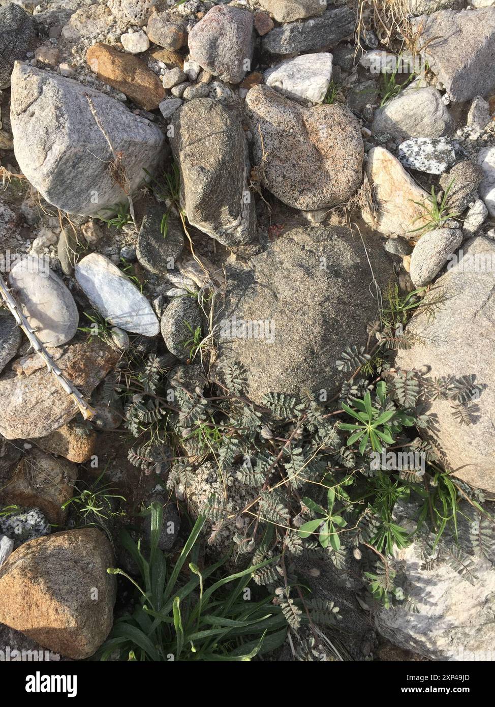 soft prairie clover (Dalea mollissima) Plantae Stock Photo - Alamy