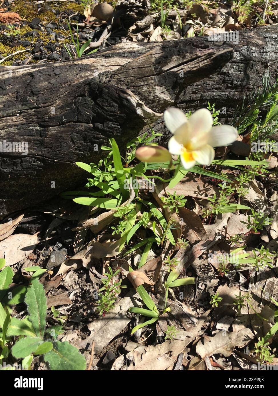 White Kammetjie (Freesia leichtlinii alba) Plantae Stock Photo - Alamy