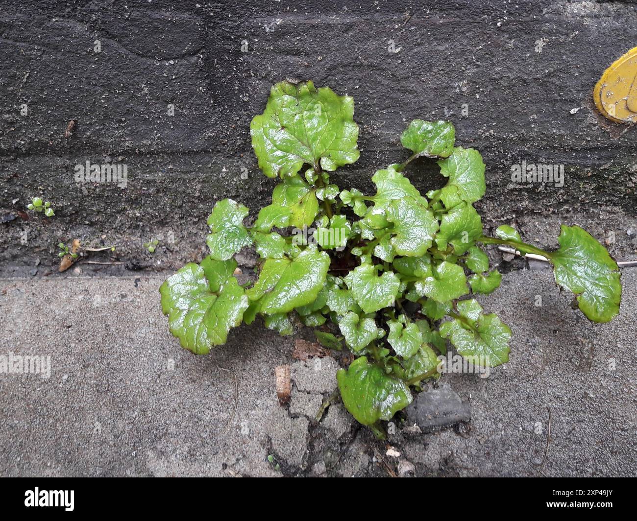 Wall Lettuce (Mycelis muralis) Plantae Stock Photo - Alamy