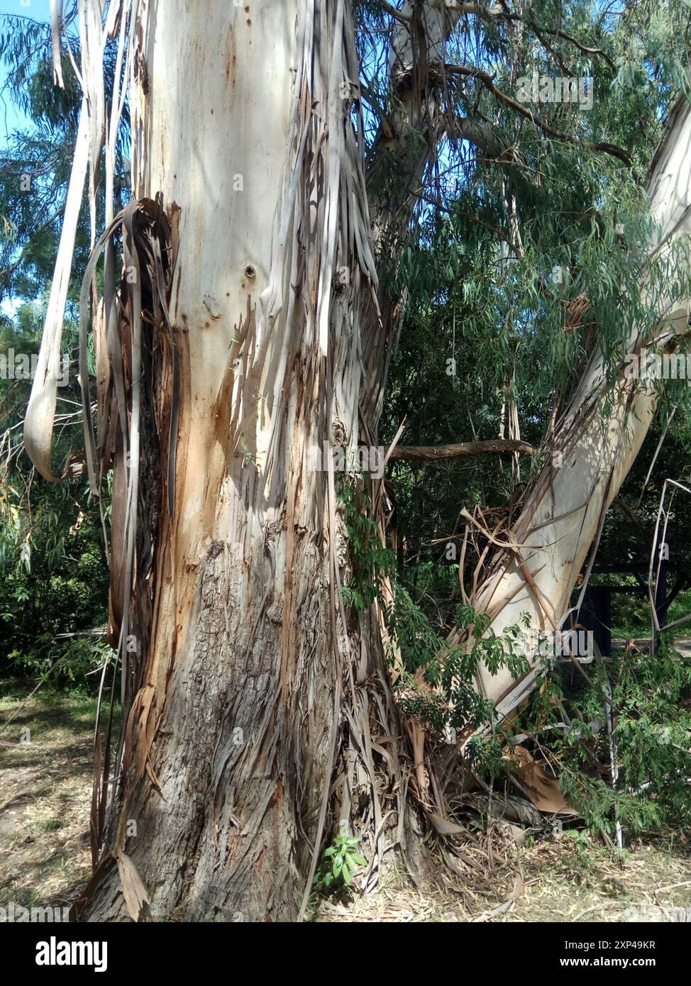 manna gum (Eucalyptus viminalis) Plantae Stock Photo - Alamy