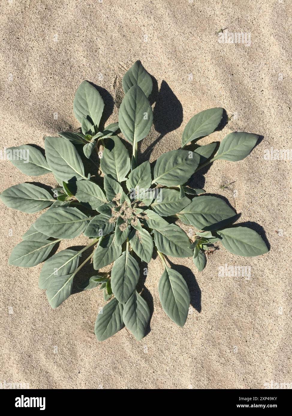 Annual Evening Primrose (Oenothera deltoides deltoides) Plantae Stock ...