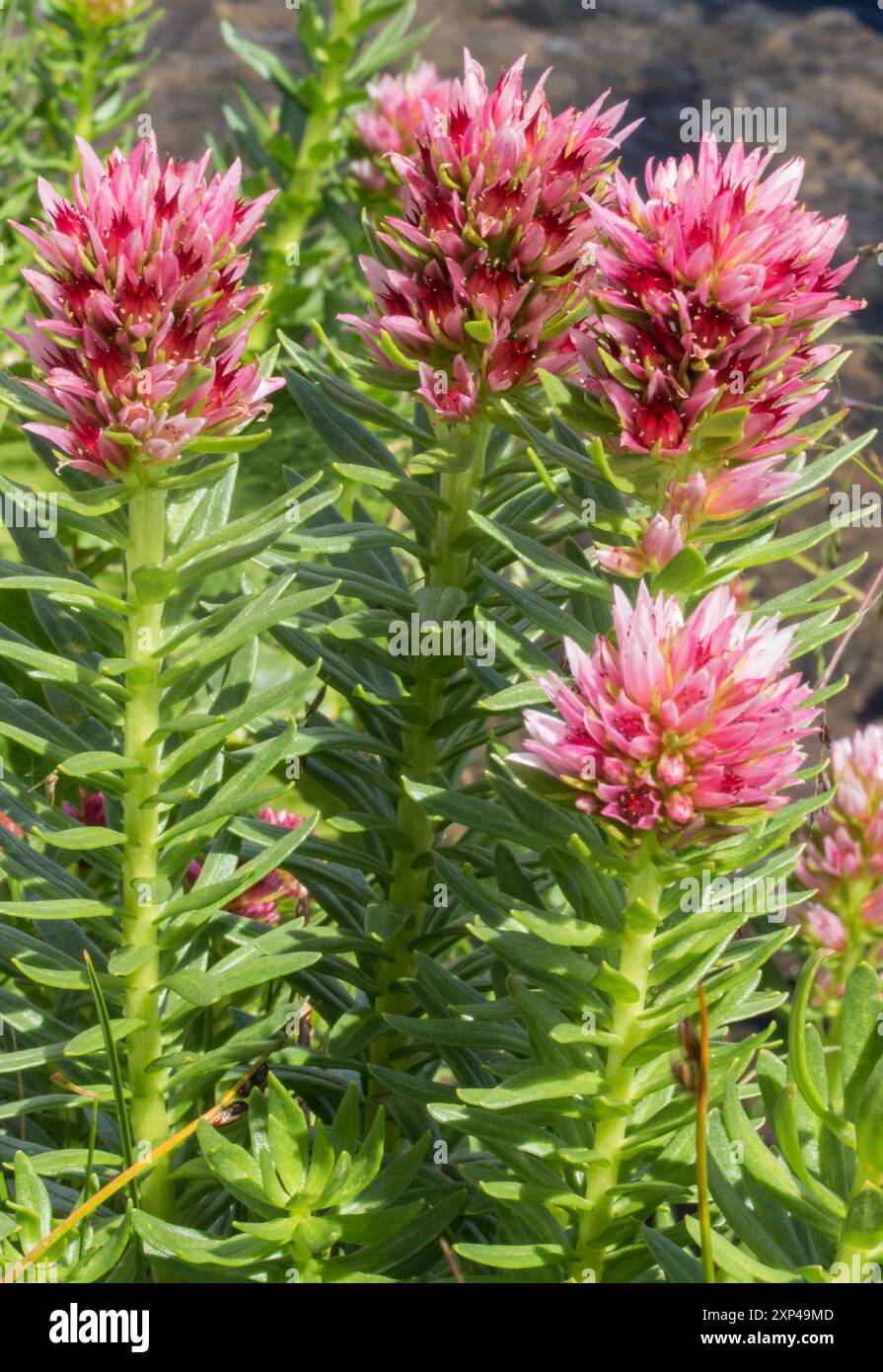 Queen's Crown (Rhodiola rhodantha) Plantae Stock Photo - Alamy