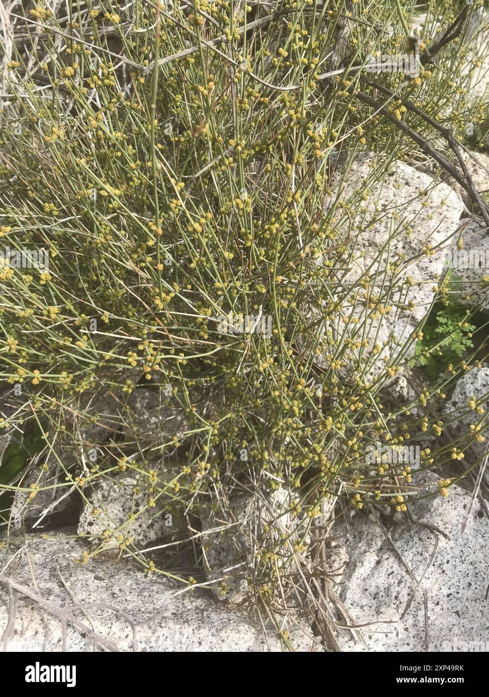rough jointfir (Ephedra aspera) Plantae Stock Photo - Alamy