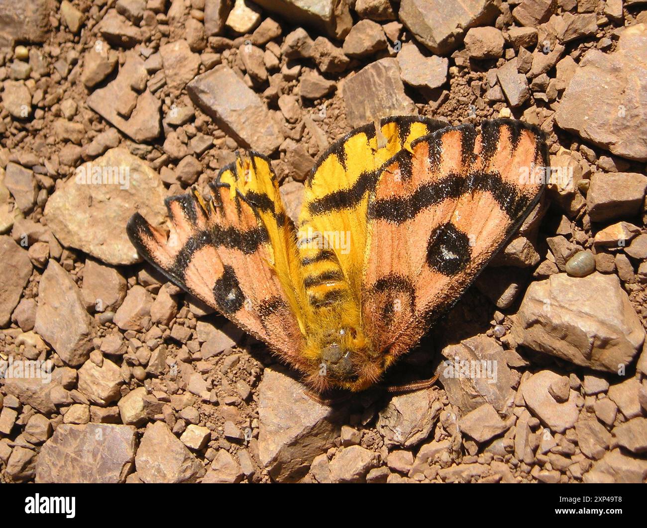 Western Sheep Moth (Hemileuca eglanterina) Insecta Stock Photo - Alamy