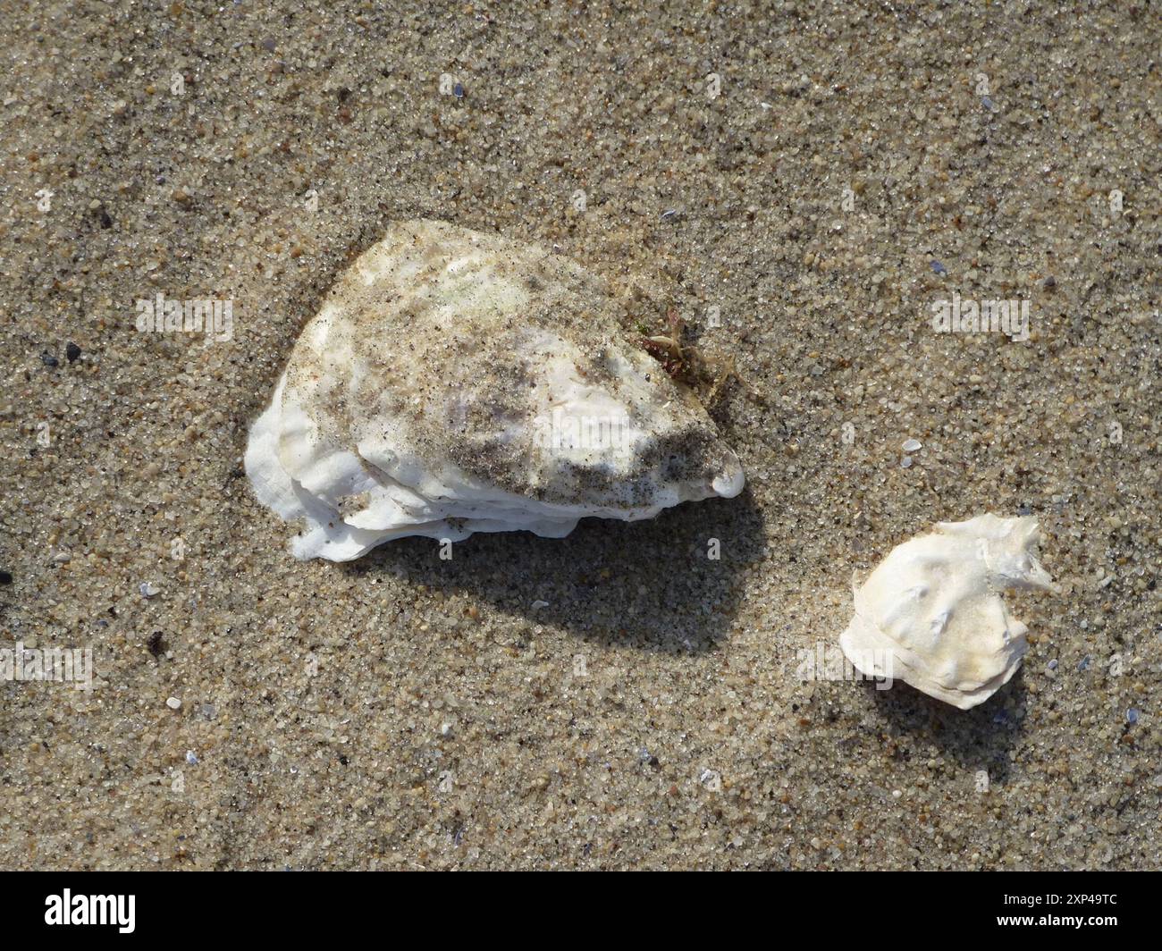 Eastern Oyster (Crassostrea virginica) Mollusca Stock Photo - Alamy