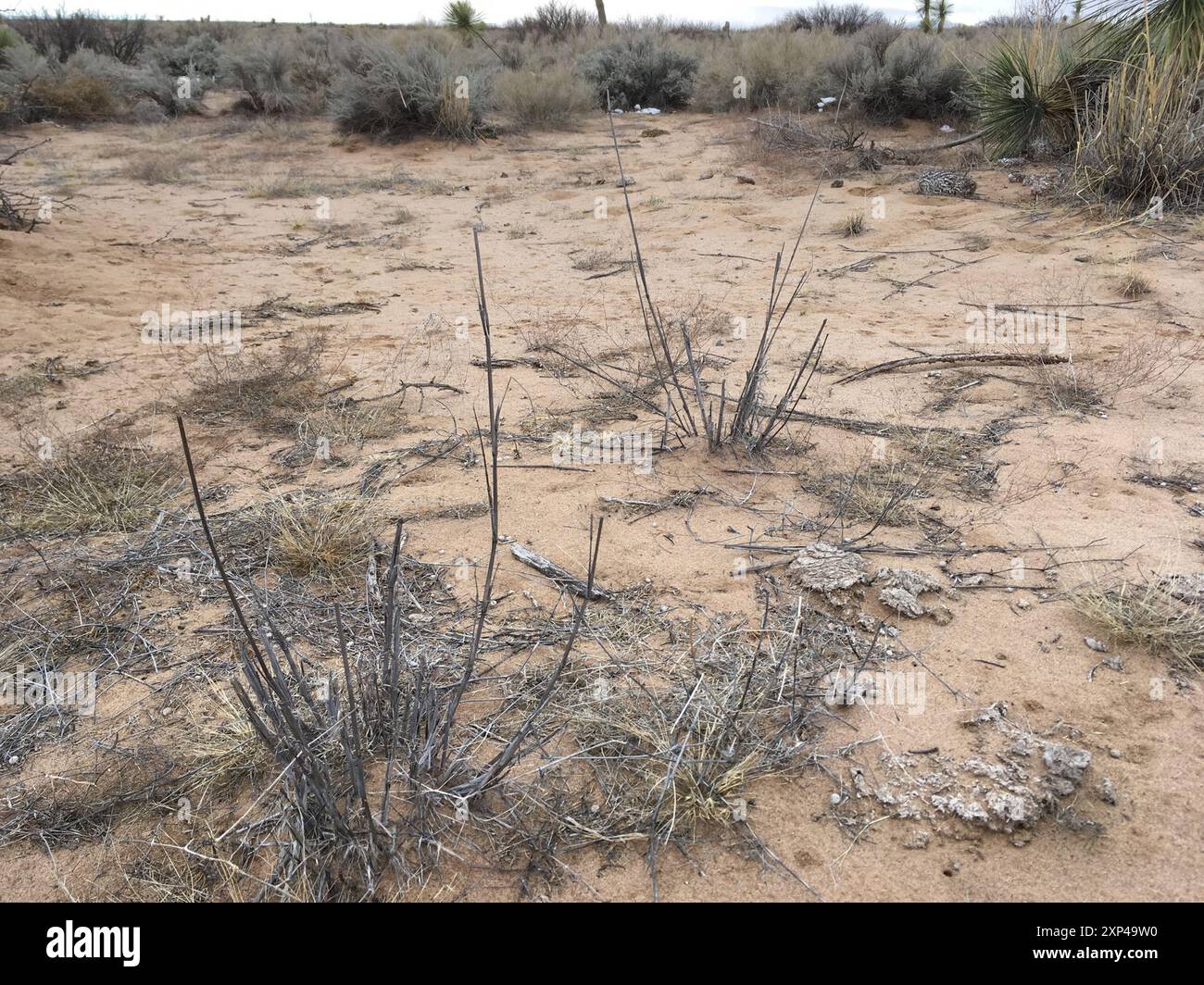 Giant Dropseed (Sporobolus giganteus) Plantae Stock Photo - Alamy