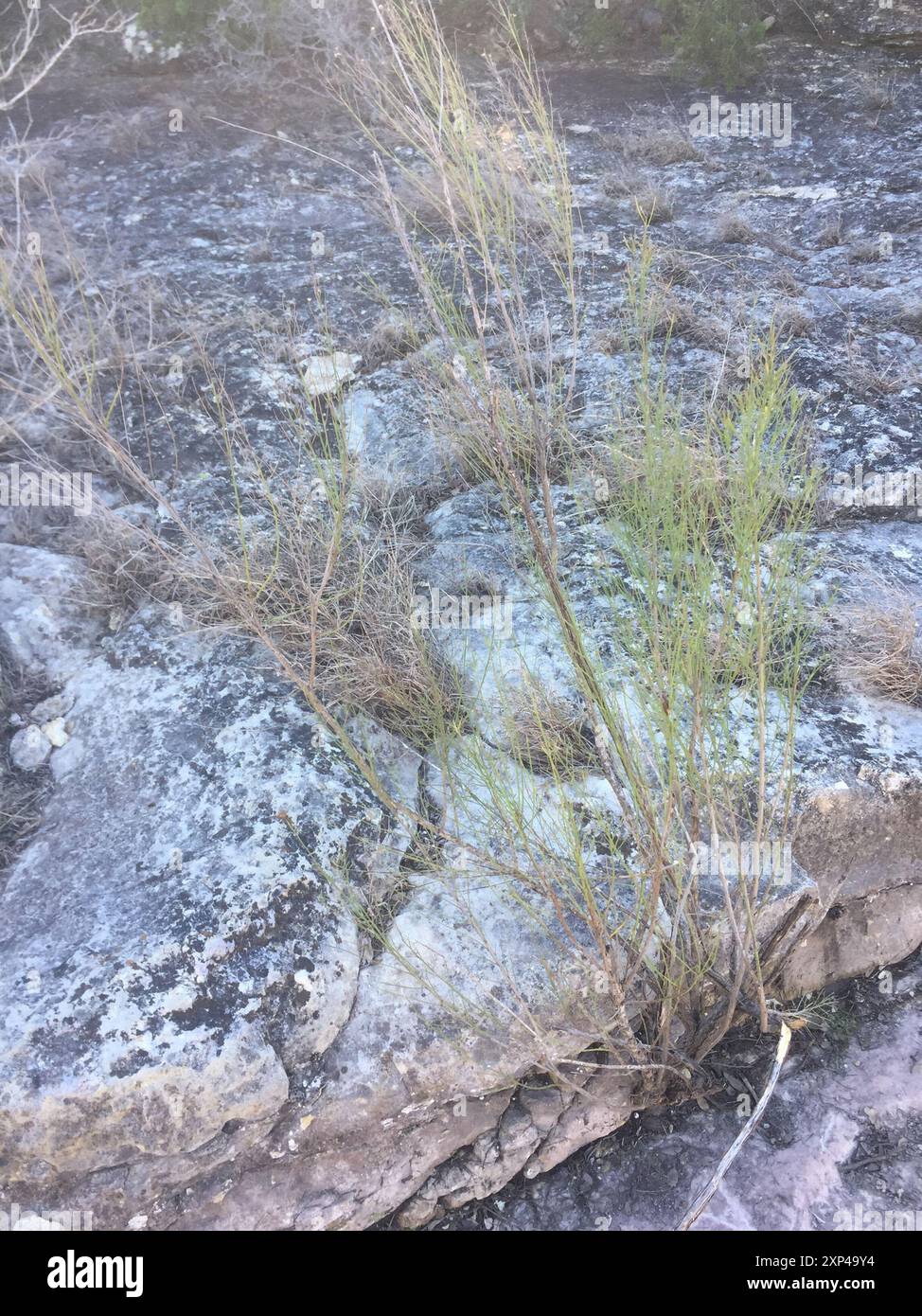 Poverty Weed (Baccharis neglecta) Plantae Stock Photo - Alamy