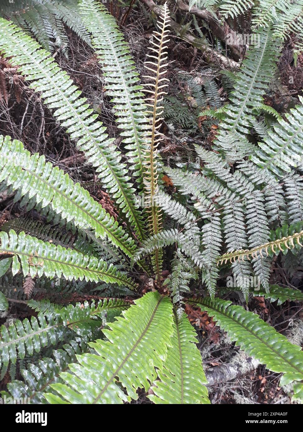 Crown Fern (Lomaria discolor) Plantae Stock Photo - Alamy