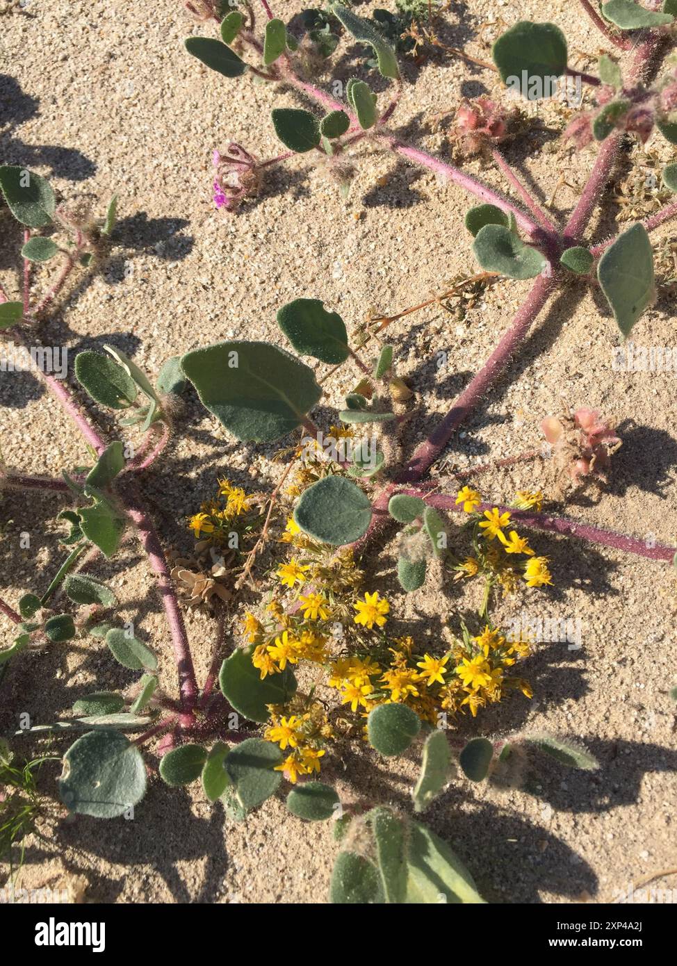 chinchweed (Pectis papposa papposa) Plantae Stock Photo - Alamy