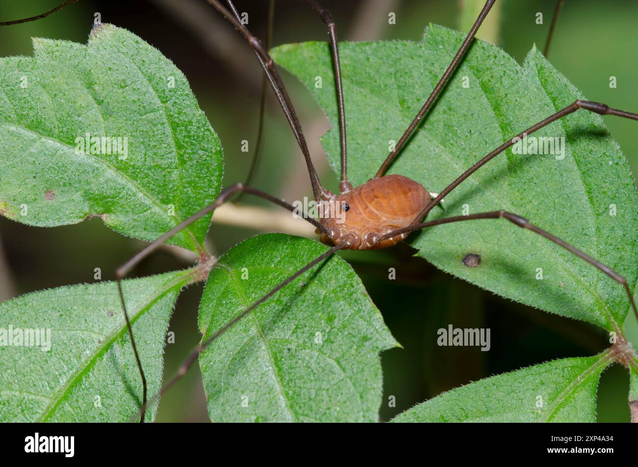 Order opiliones hi-res stock photography and images - Alamy