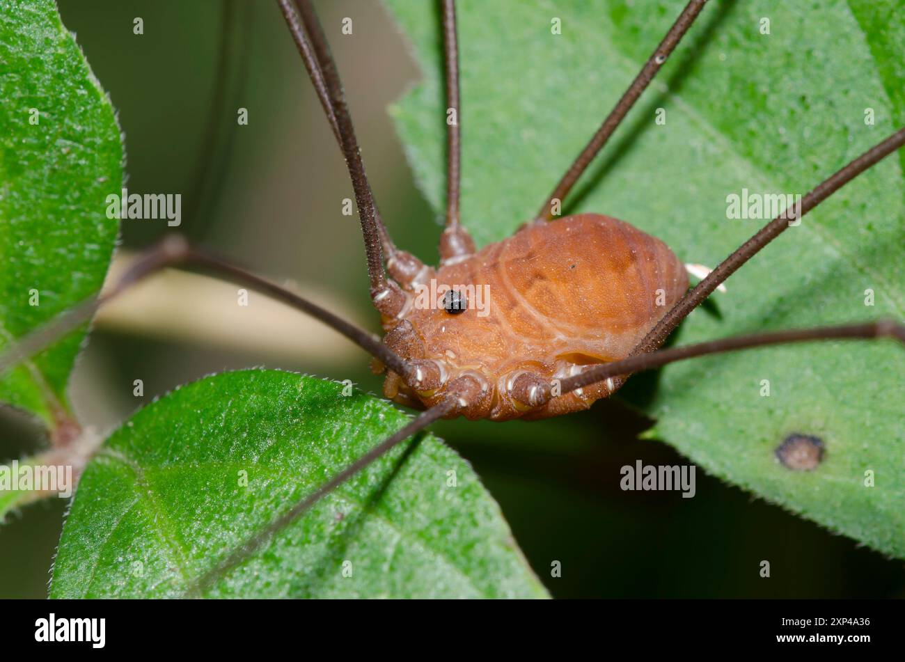 Opiliones hi-res stock photography and images - Alamy