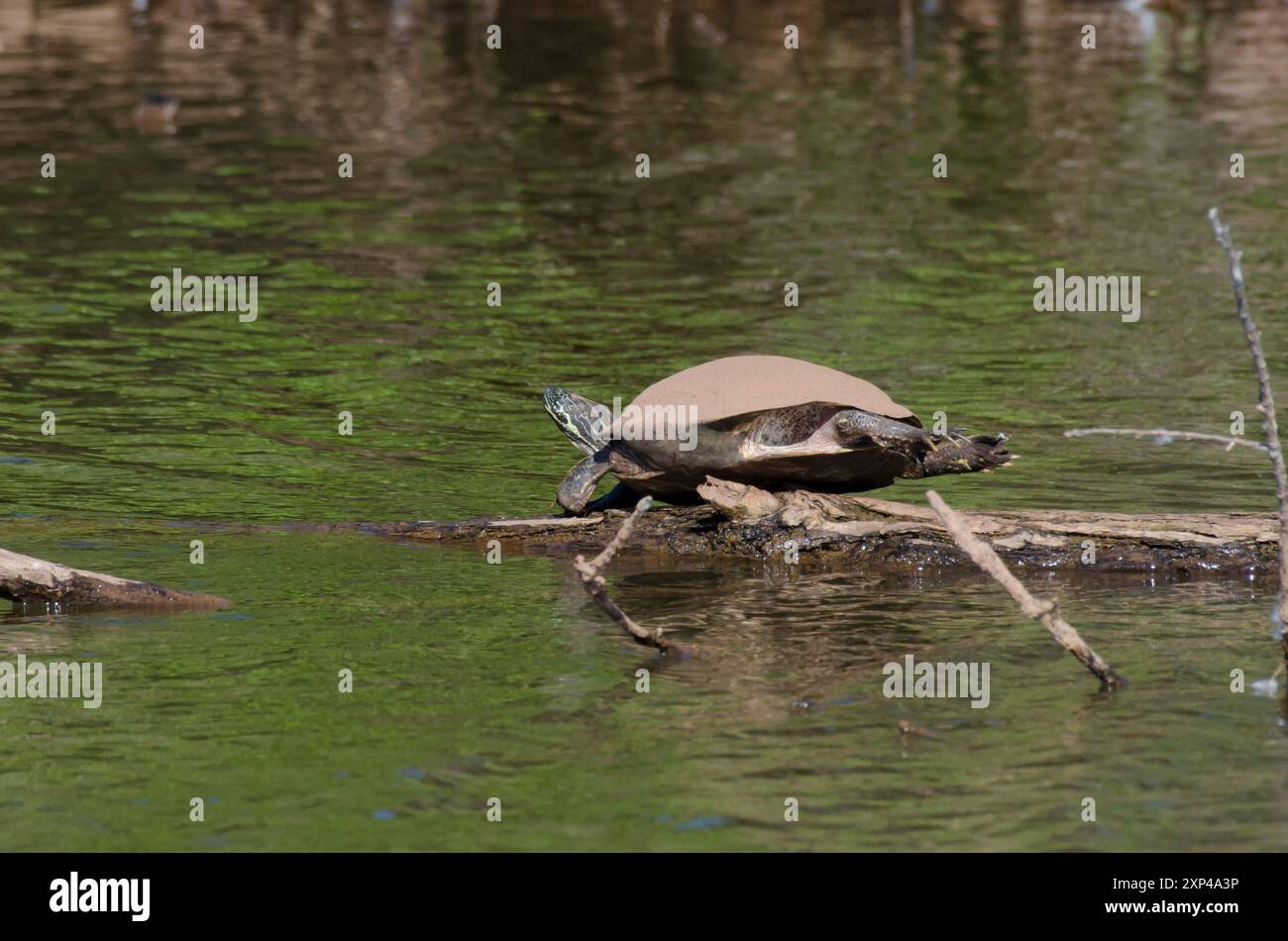 Eastern river cooter pseudemys hi-res stock photography and images - Alamy