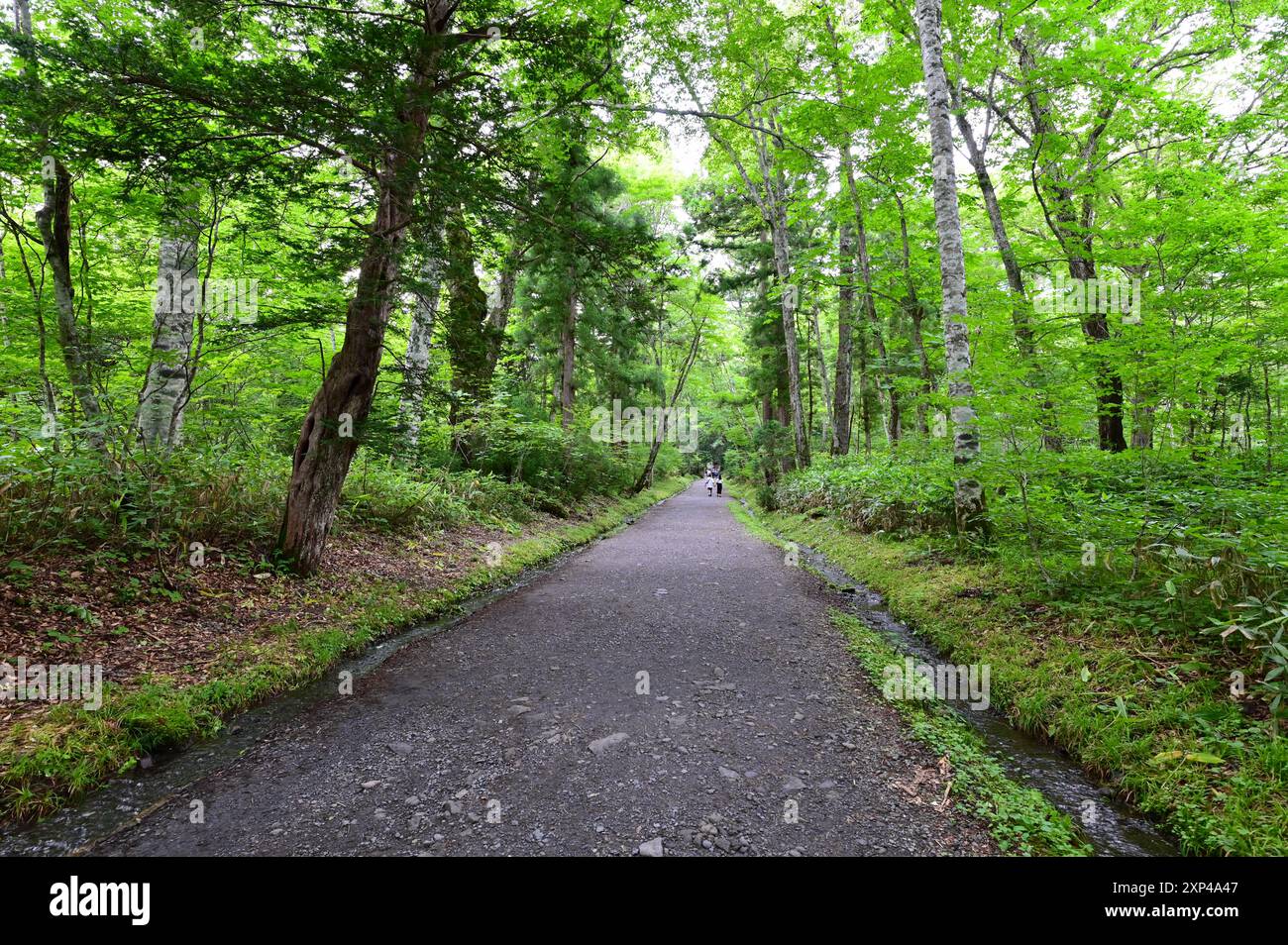 Pathway to Togakushi Shrine Okusha in Nagano Prefecture, Japan Stock ...