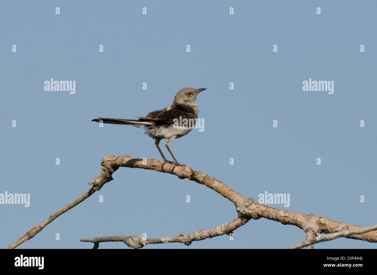 Northern Mockingbird, Mimus polyglottos Stock Photo - Alamy