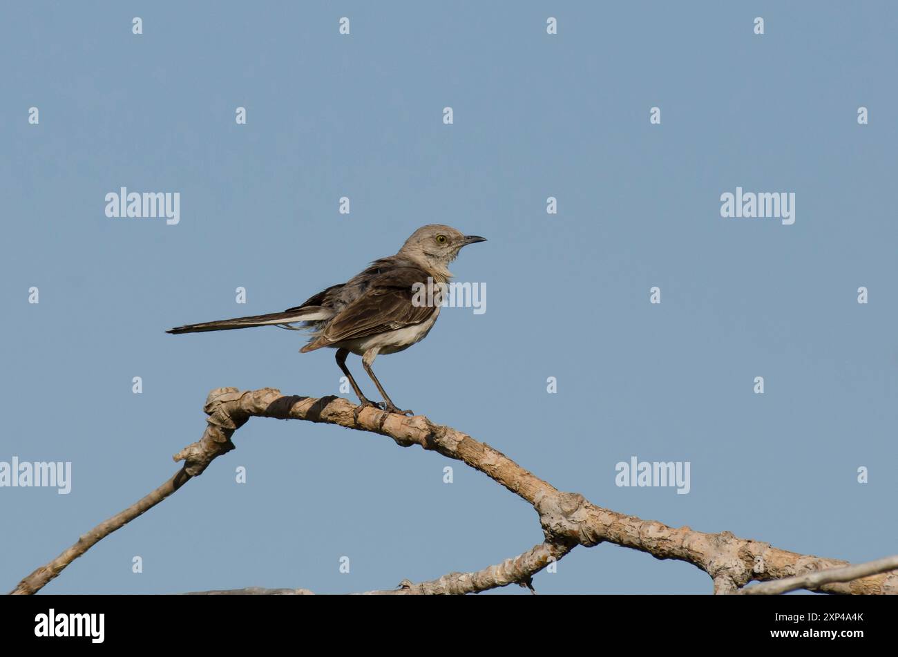 Mockingbird lake hi-res stock photography and images - Alamy