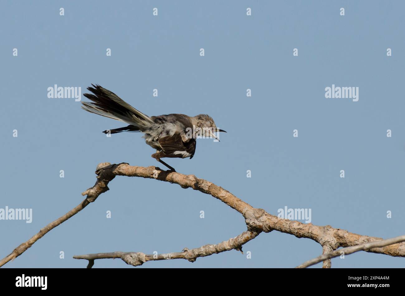 Mockingbird lake hi-res stock photography and images - Alamy