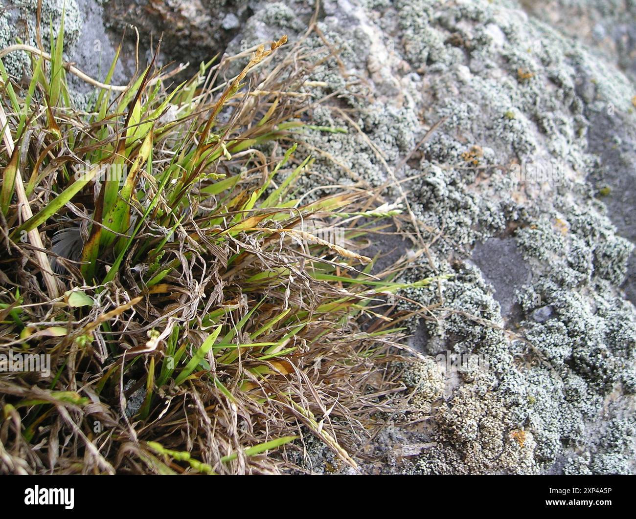panic veldtgrass (Ehrharta erecta) Plantae Stock Photo - Alamy