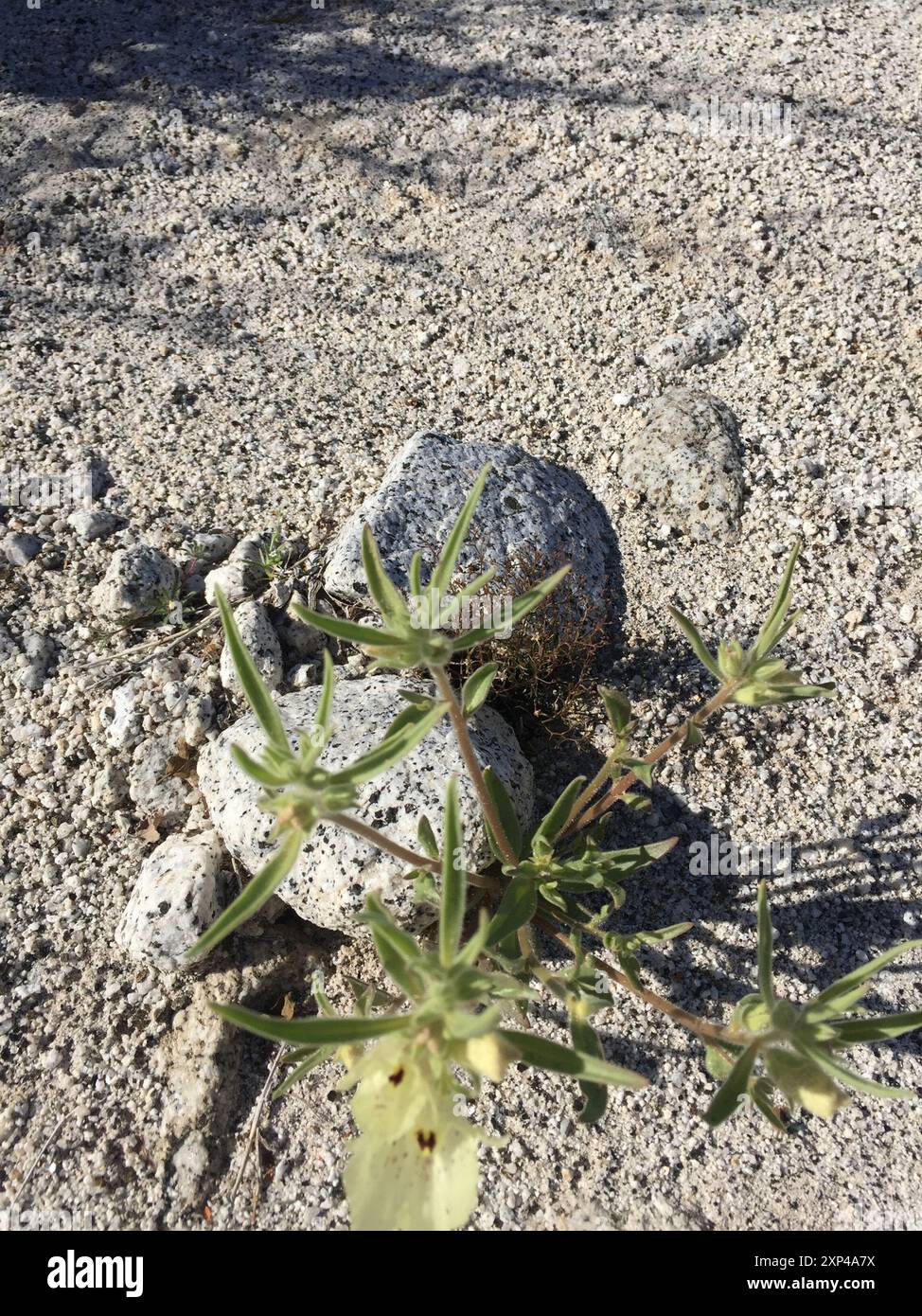 ghost flower (Mohavea confertiflora) Plantae Stock Photo - Alamy