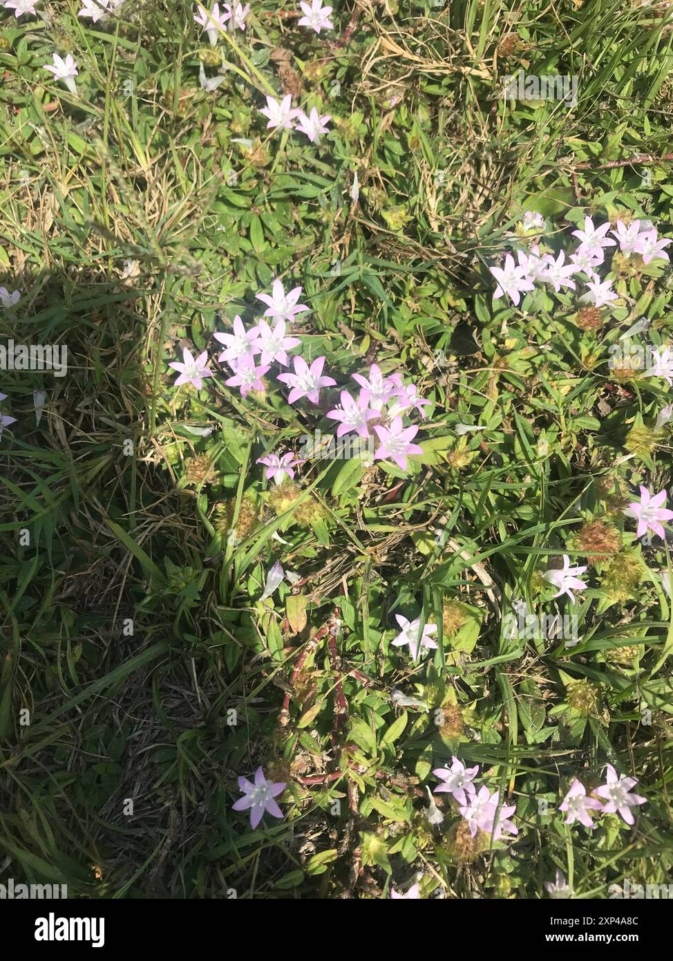 largeflower Mexican clover (Richardia grandiflora) Plantae Stock Photo ...