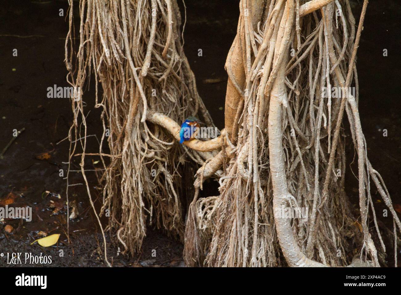 Malagasy Kingfisher (Corythornis vintsioides) Aves Stock Photo - Alamy