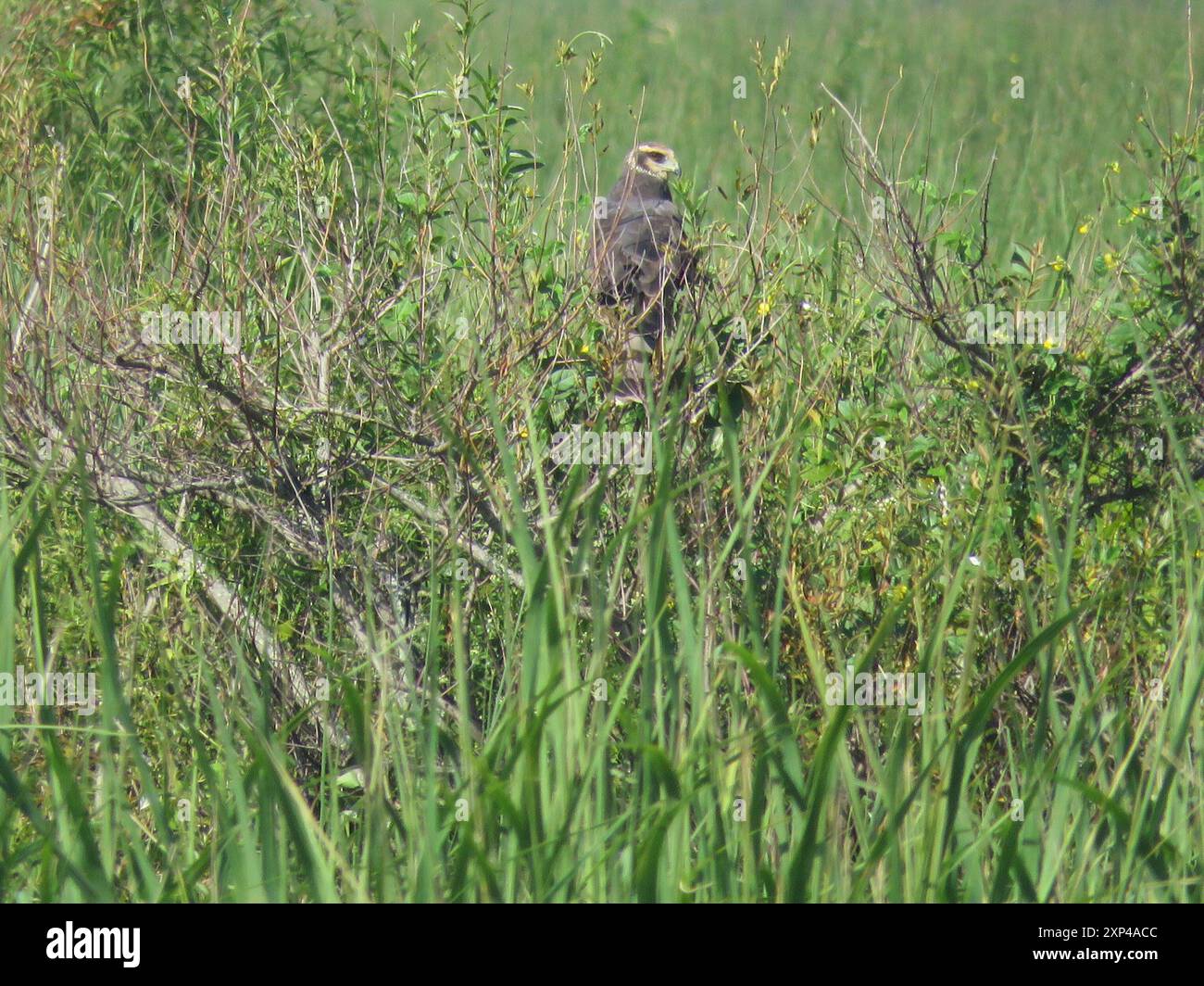 Long winged harrier hi-res stock photography and images - Alamy