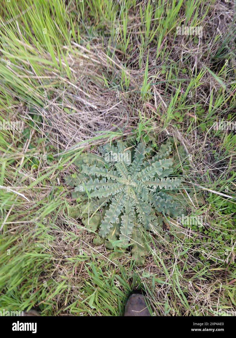 Mullein verbascum sinuatum hi-res stock photography and images - Alamy