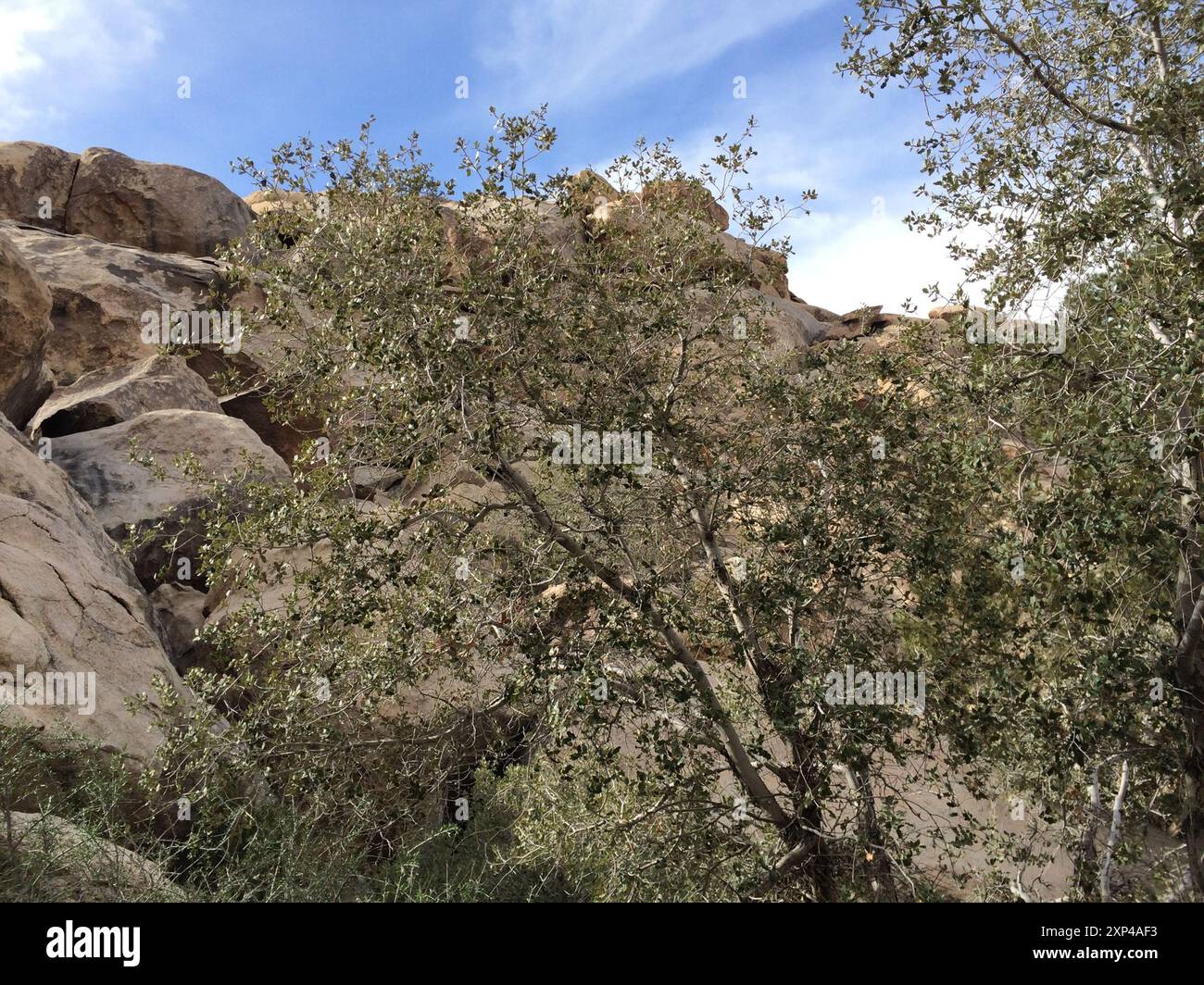 Muller's oak (Quercus cornelius-mulleri) Plantae Stock Photo - Alamy