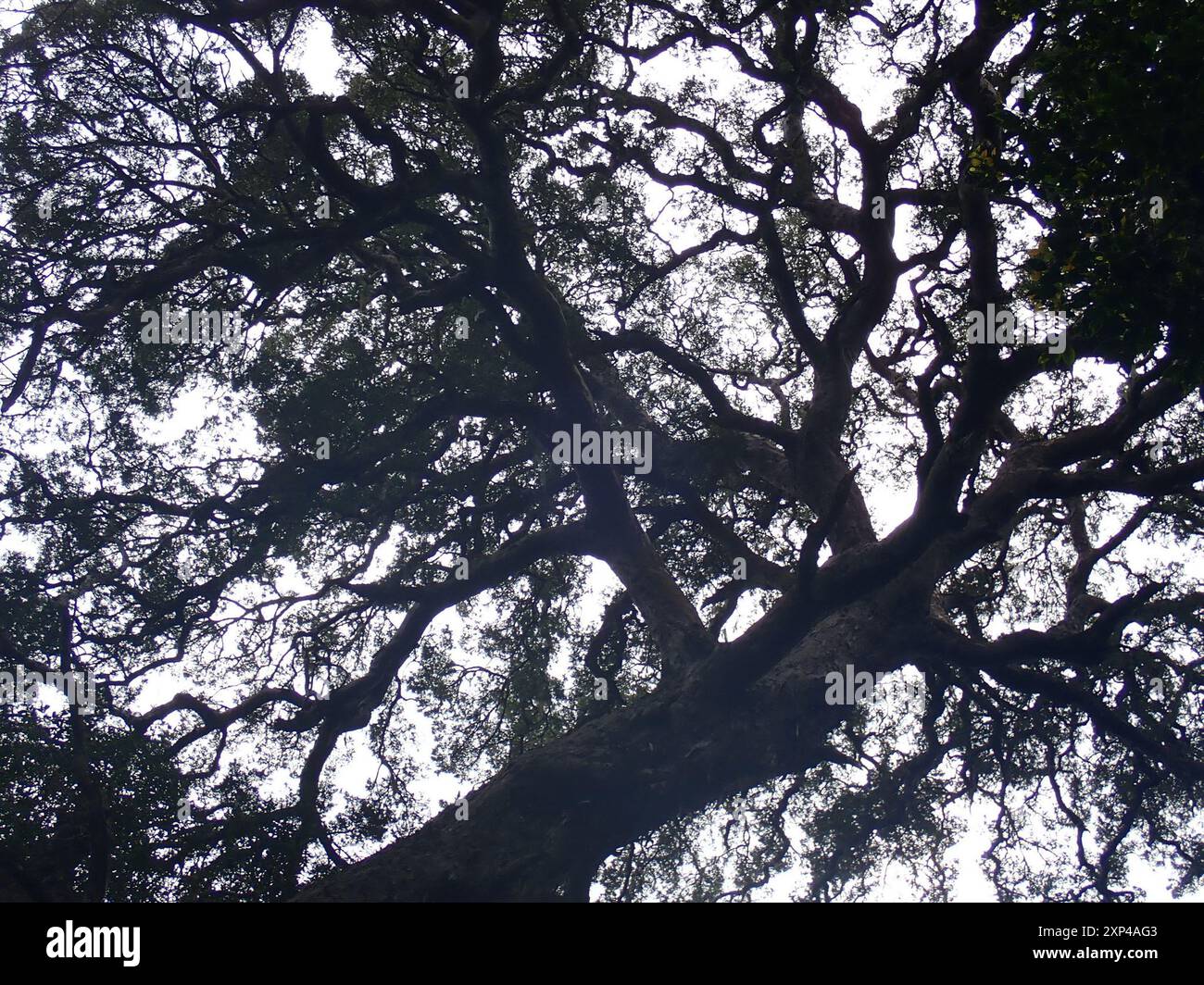 Outeniqua Yellowwood (Afrocarpus falcatus) Plantae Stock Photo - Alamy