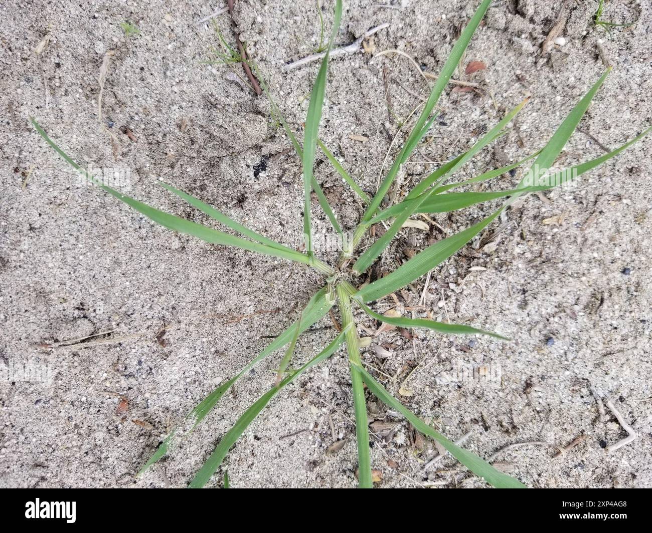 grasses (Poaceae) Plantae Stock Photo - Alamy