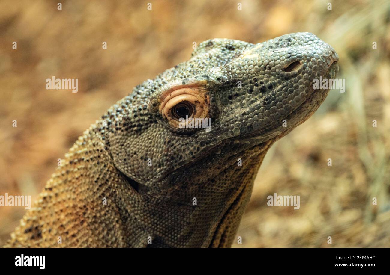 Pete, the Komodo Dragon, at Birmingham wildlife Conservation Park Stock ...