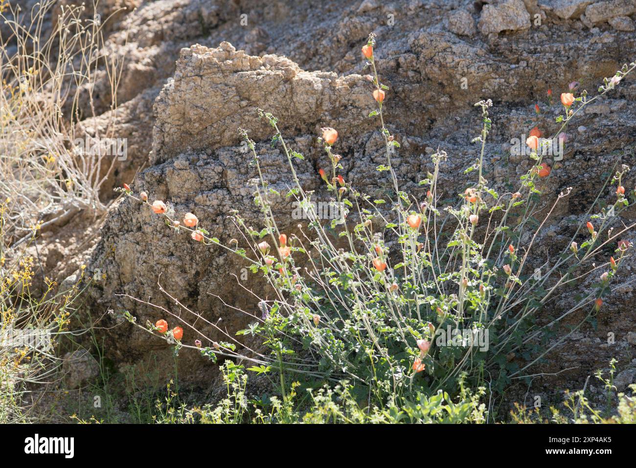 apricot mallow (Sphaeralcea ambigua) Plantae Stock Photo - Alamy