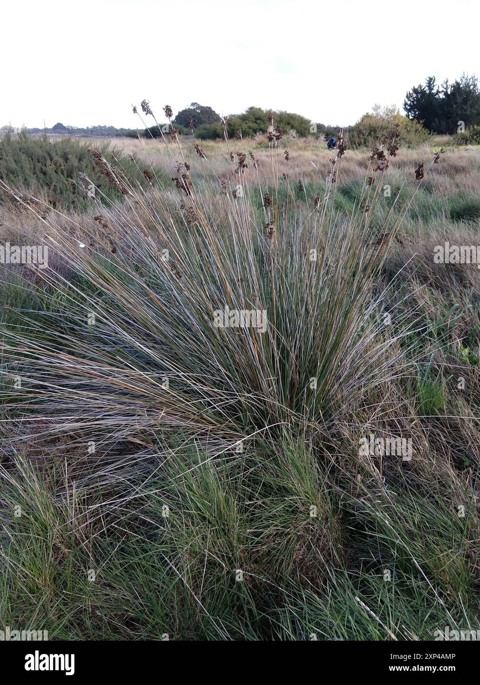 spiny rush (Juncus acutus) Plantae Stock Photo - Alamy