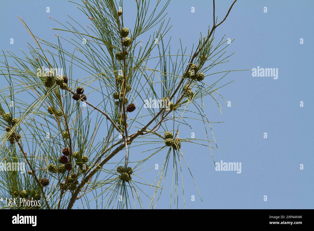 Beach Sheoak (Casuarina equisetifolia) Plantae Stock Photo - Alamy