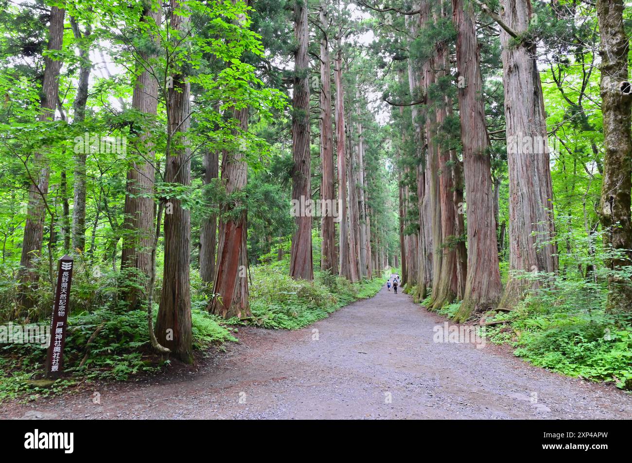 Lush Green Avenue of Huge Cedar Trees at Togakushi Shrine in Nagano ...